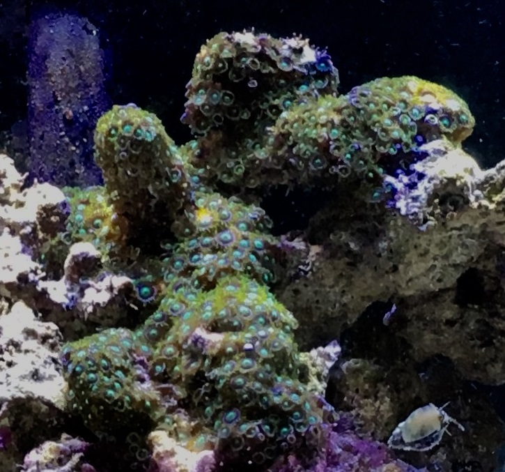 When a Zoa becomes a pest... | Reef2Reef