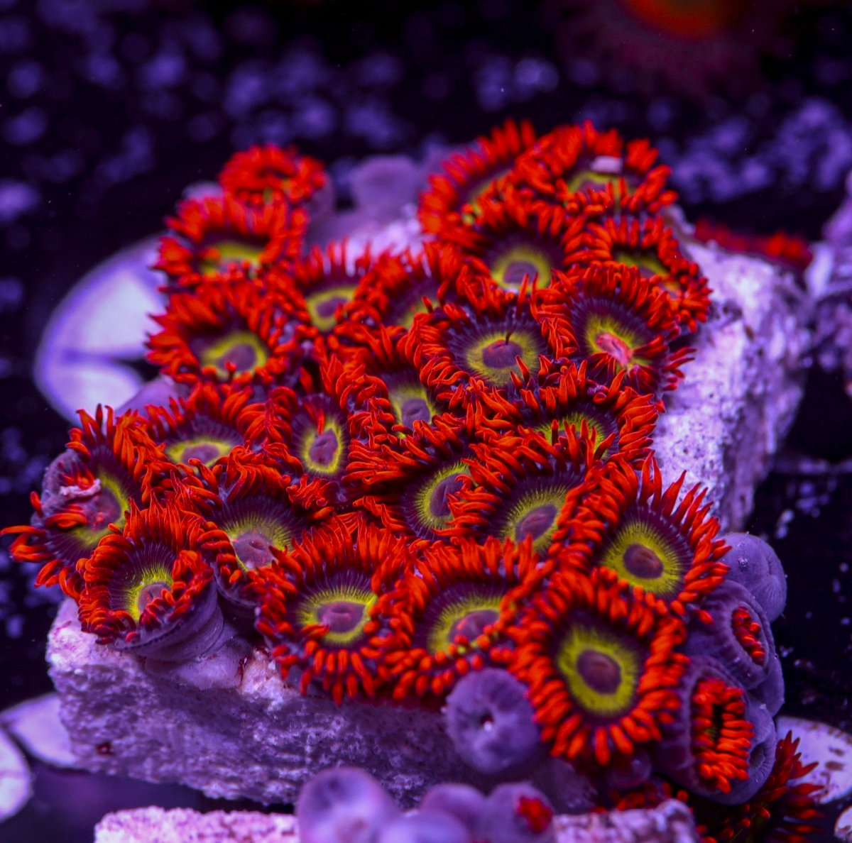 Massachusetts - Live Goods - Zoanthids! Large frags - Mini Colonies ...