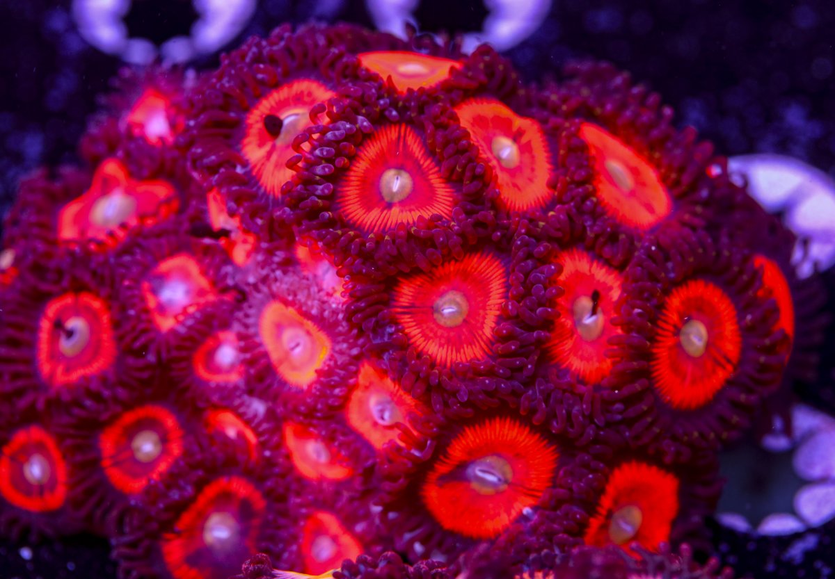 Massachusetts - Live Goods - Zoanthids! Large frags - Mini Colonies ...