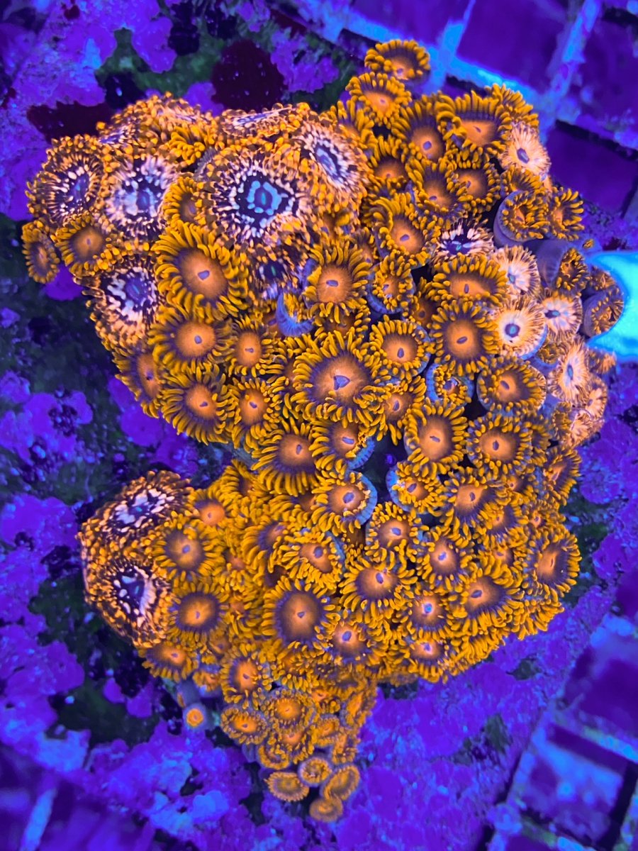 California - Zoas Mini Colonies | Reef2Reef