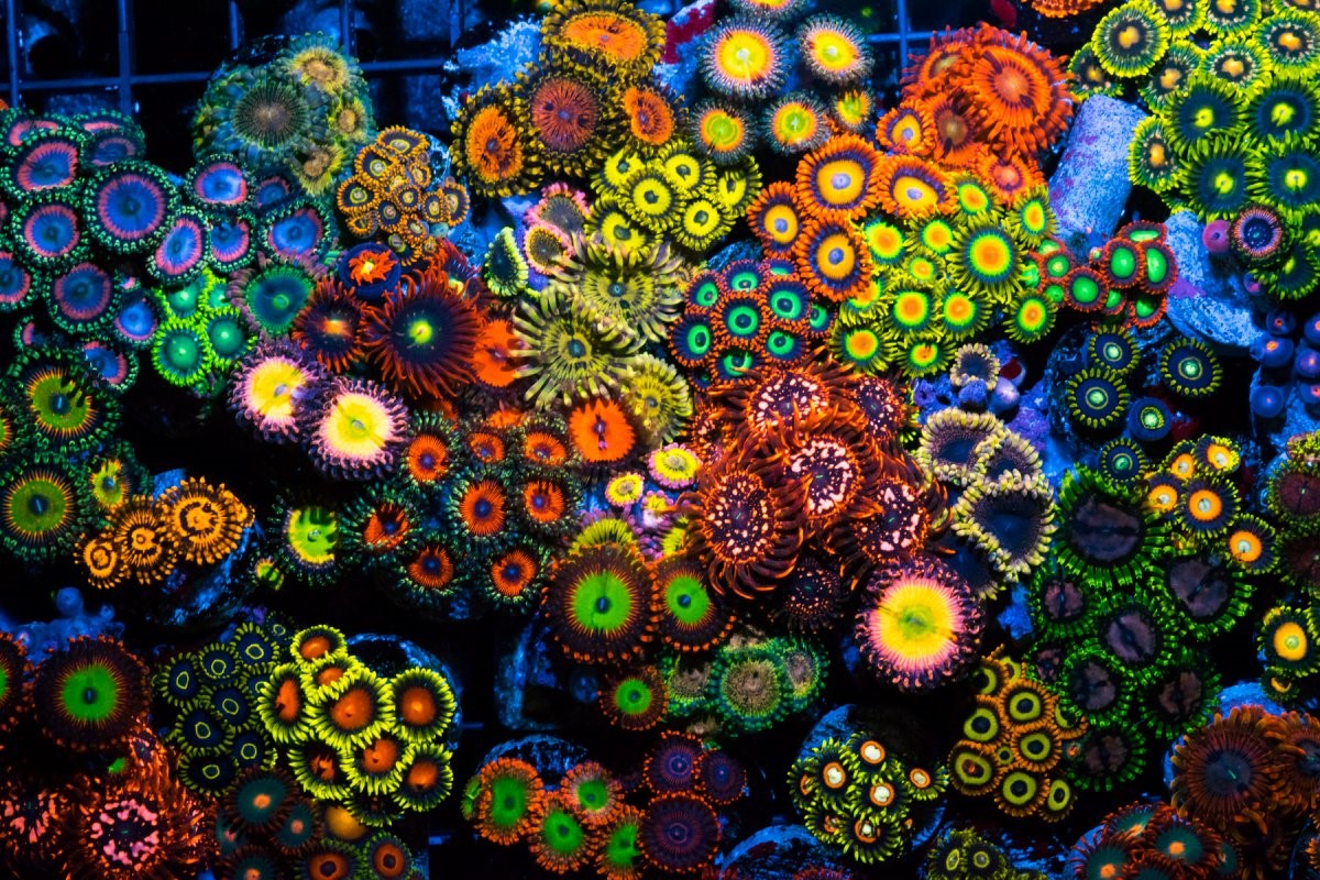 QUESTION OF THE DAY - Do zoas have a seasonal die off period? | Reef2Reef