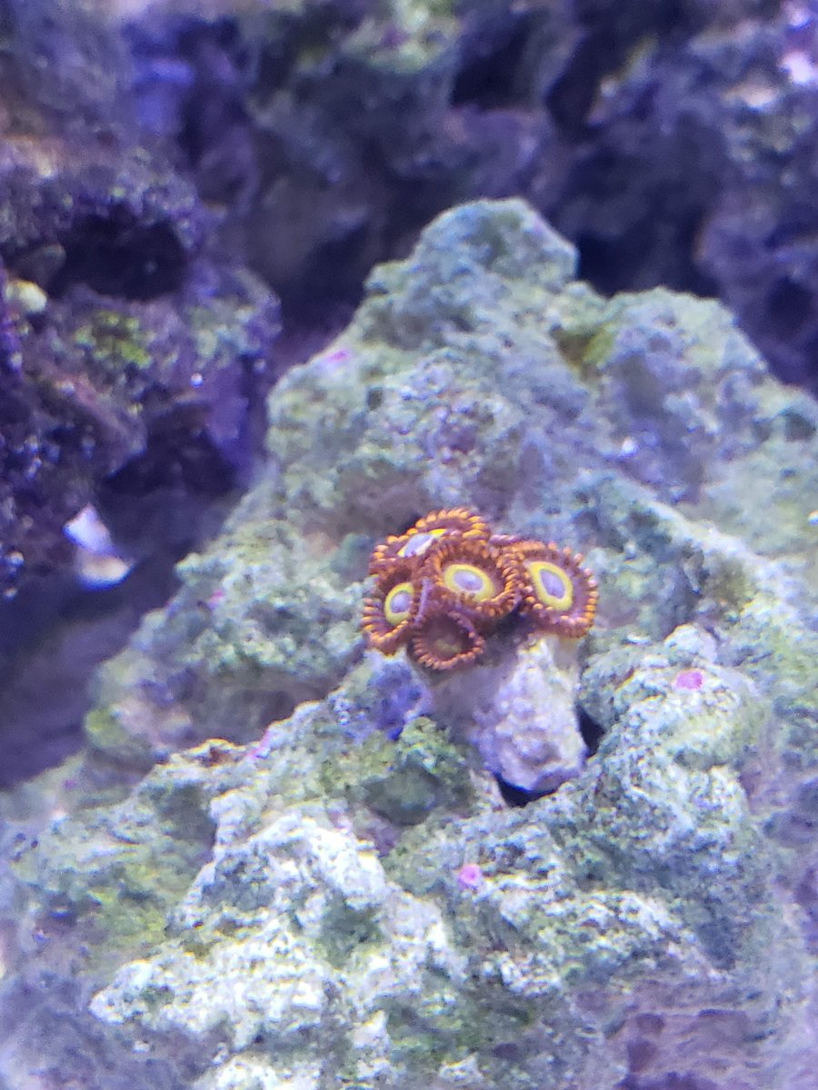 Build Thread - 20 long reef with sump | Reef2Reef