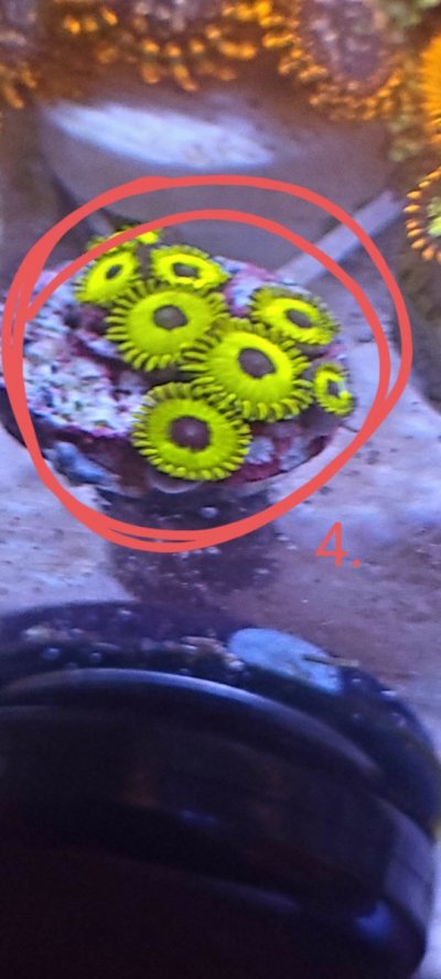 Help Me Id These Zoanthids Reef2reef Saltwater And Reef Aquarium Forum