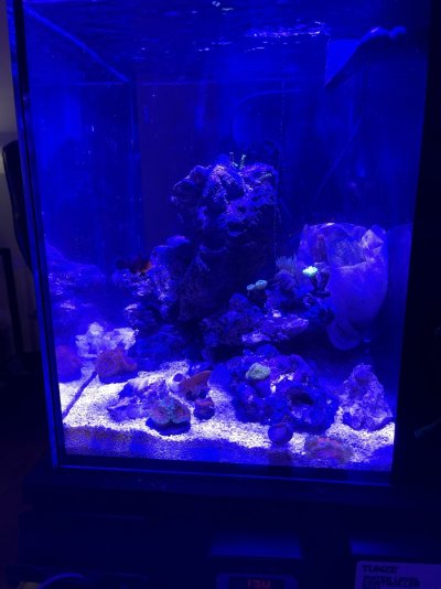 Innovative marine 15g nano build | Reef2Reef