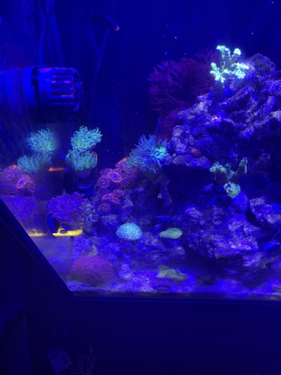Innovative marine 15g nano build | Reef2Reef