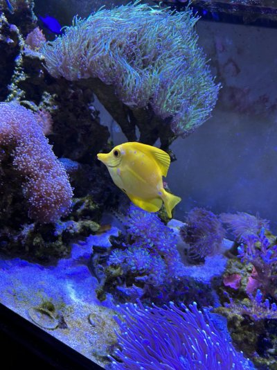 Yellow Tang - Lymphocystis vs HLLE | Reef2Reef