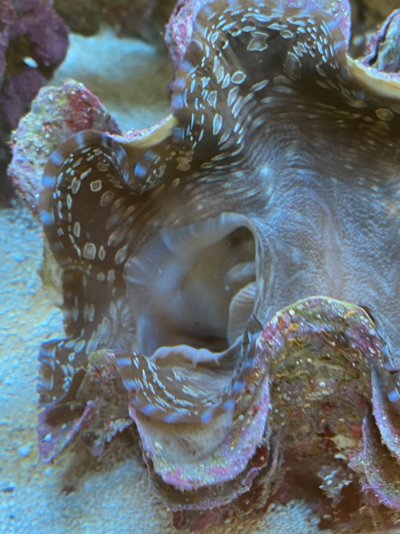 Dying Squamosa Clam Reef2reef