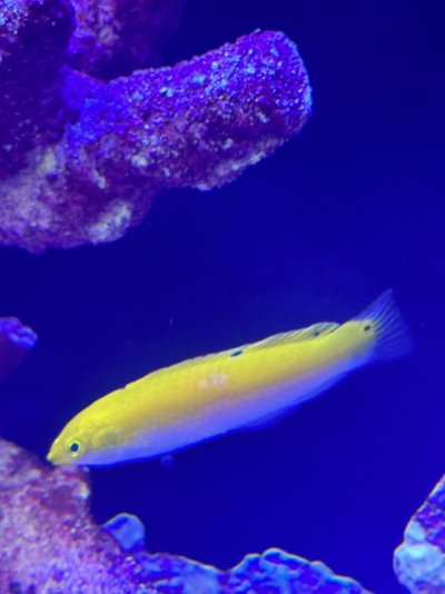 Wrasse uronema/ fluke?? | Reef2Reef