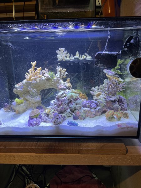 My baby reef… | Reef2Reef