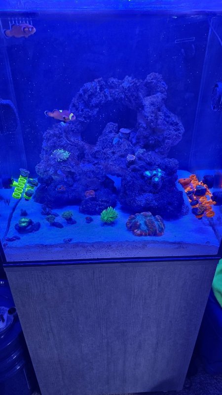 Salty Rob's Reef | Reef2Reef