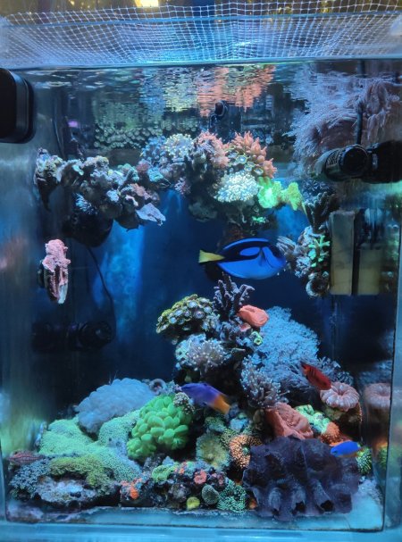 ReefNutsThailand's Cube | Reef2Reef