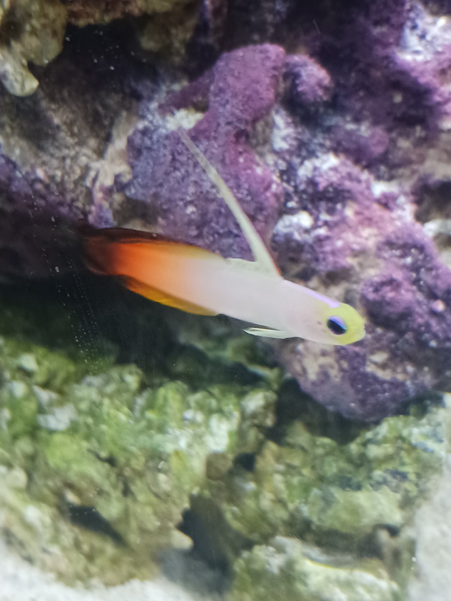 Firefish | Reef2Reef Firefish | Reef2Reef