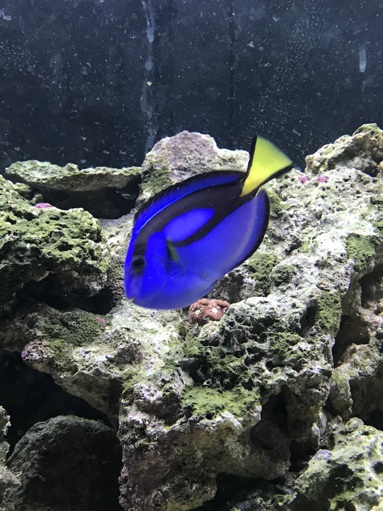 Hippo Tang | Reef2Reef