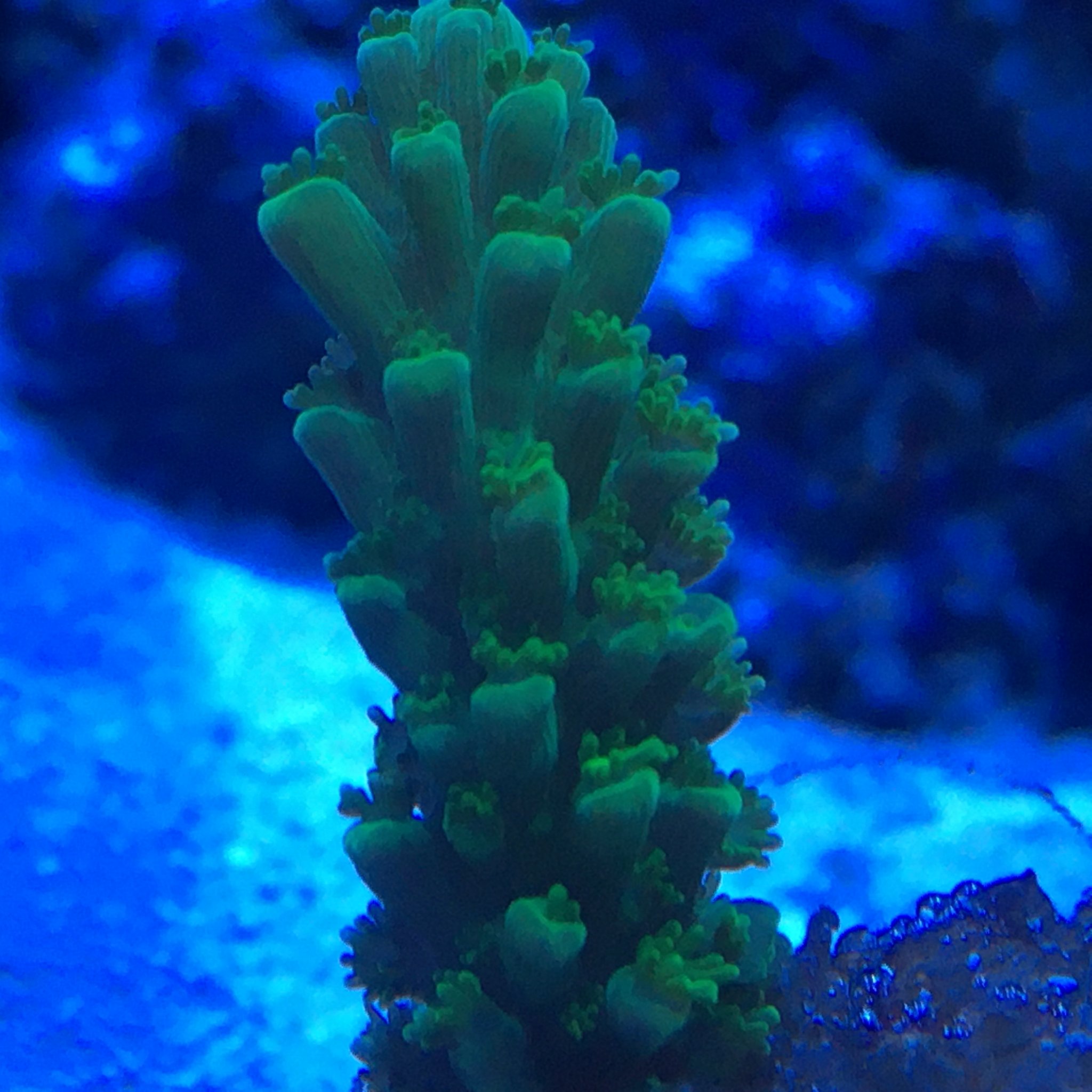 SPS Frag | Reef2Reef