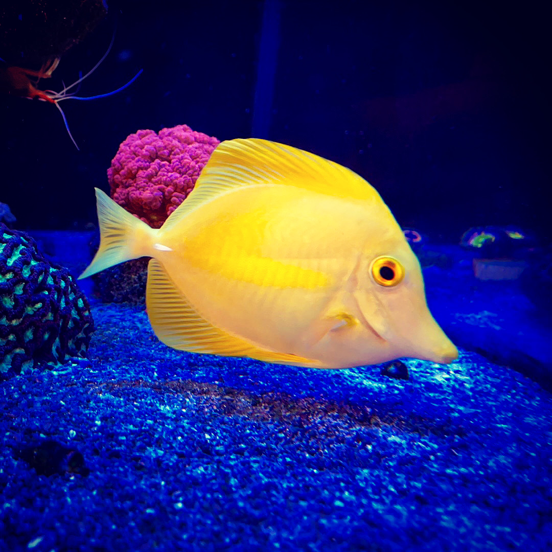 Yellow tang | Reef2Reef