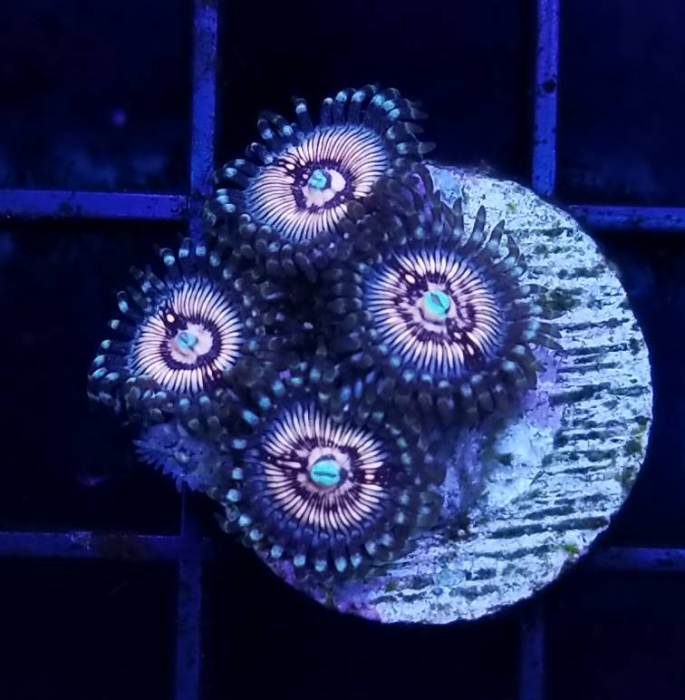 California - FS ZOA: vampire slayer and darth maul | Reef2Reef