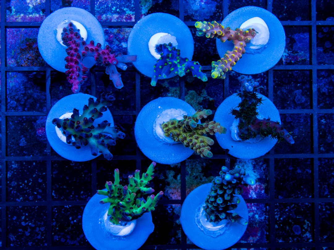 Maryland - WYSIWYG Acro Packs, Mature Bounces – Vino, Lucky Charms ...