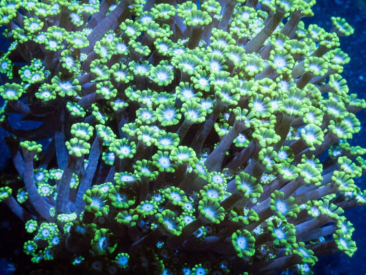 Coral Spotlight | Alveopora | Reef2Reef