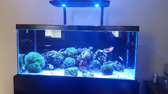 Reef Tank 365! Enter your tank here! | Reef2Reef
