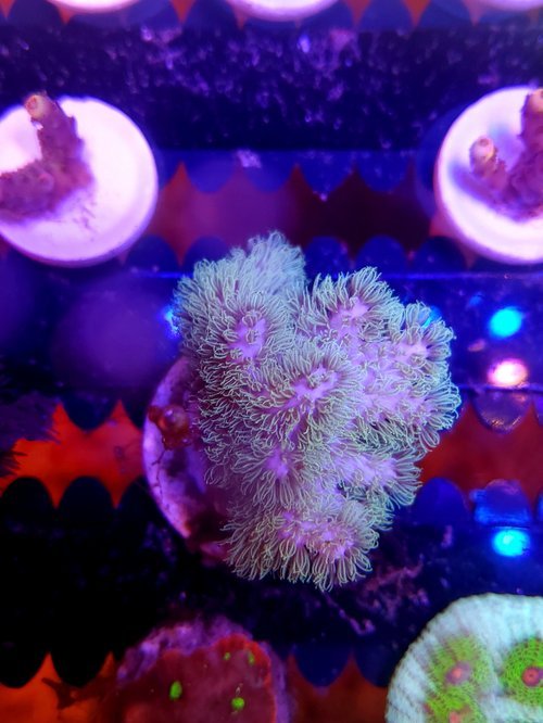 Trying to find Pulsing Sinularia | Page 3 | Reef2Reef