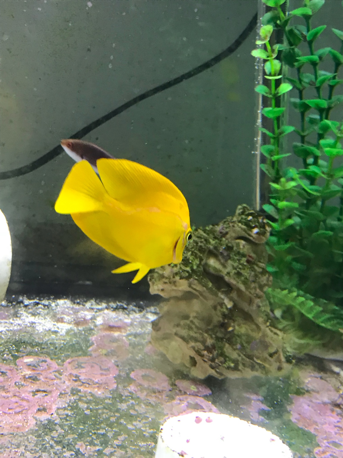 Mimic Tang HLLE | Reef2Reef
