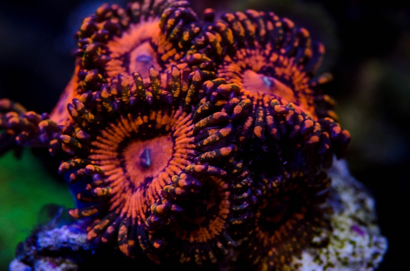 TOP 20 Favorite Zoas! | Reef2Reef