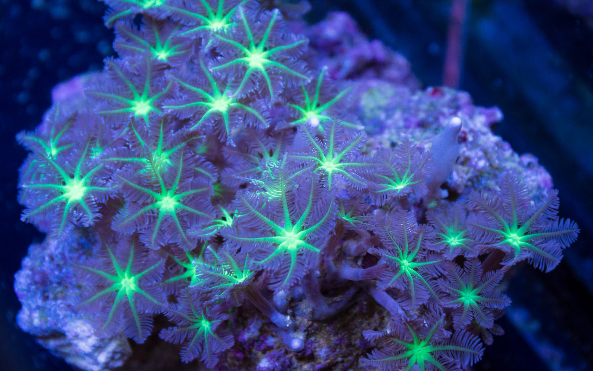 Coral Spotlight | Clove Polyps | Reef2Reef