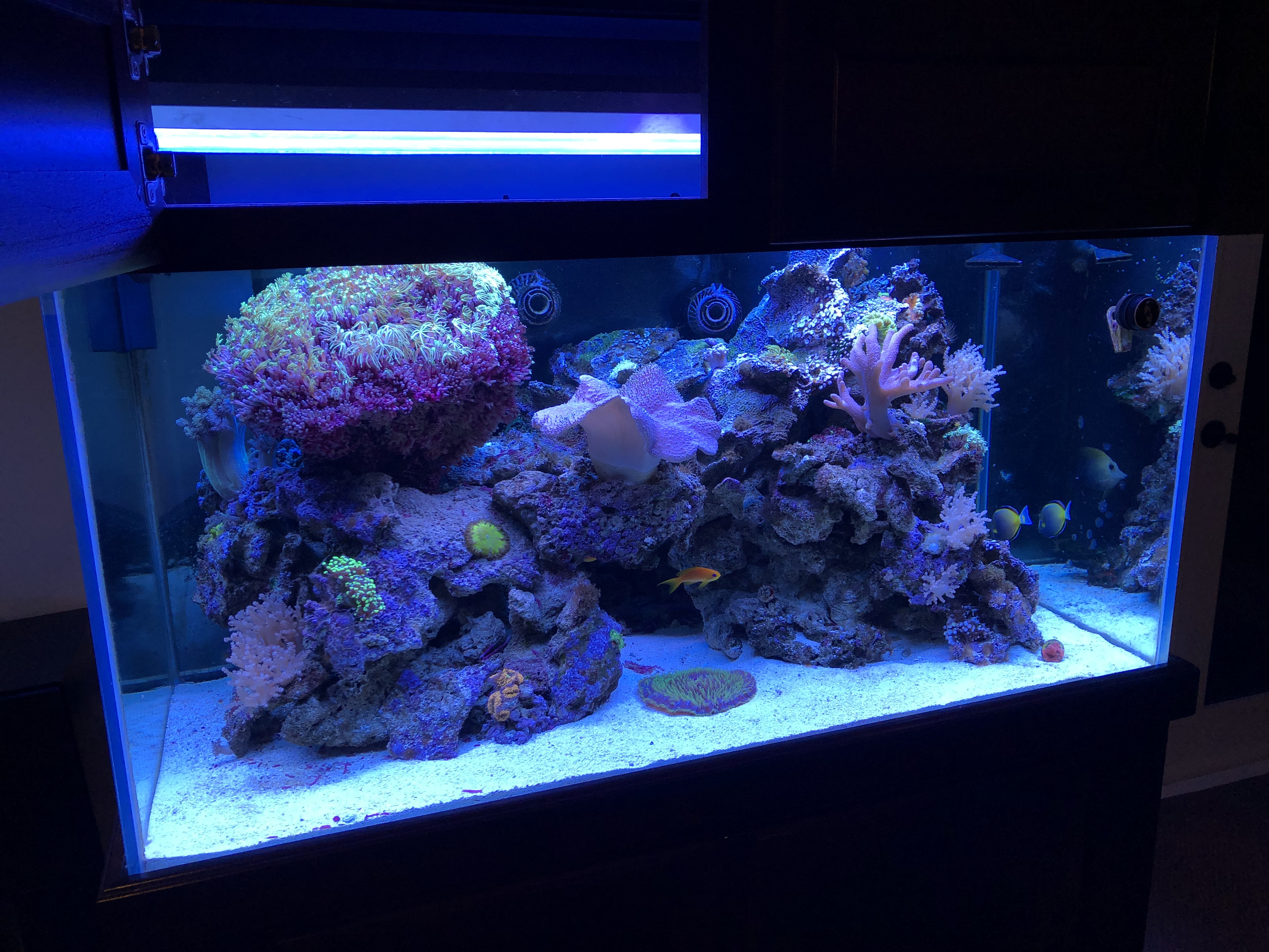 An Ultra-Simple, low budget, no water-change reef. | Reef2Reef