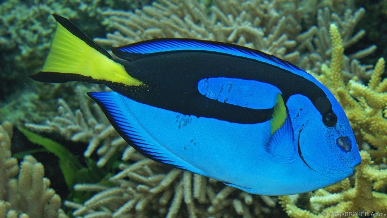 Fish self-aware? Interesting study | Reef2Reef