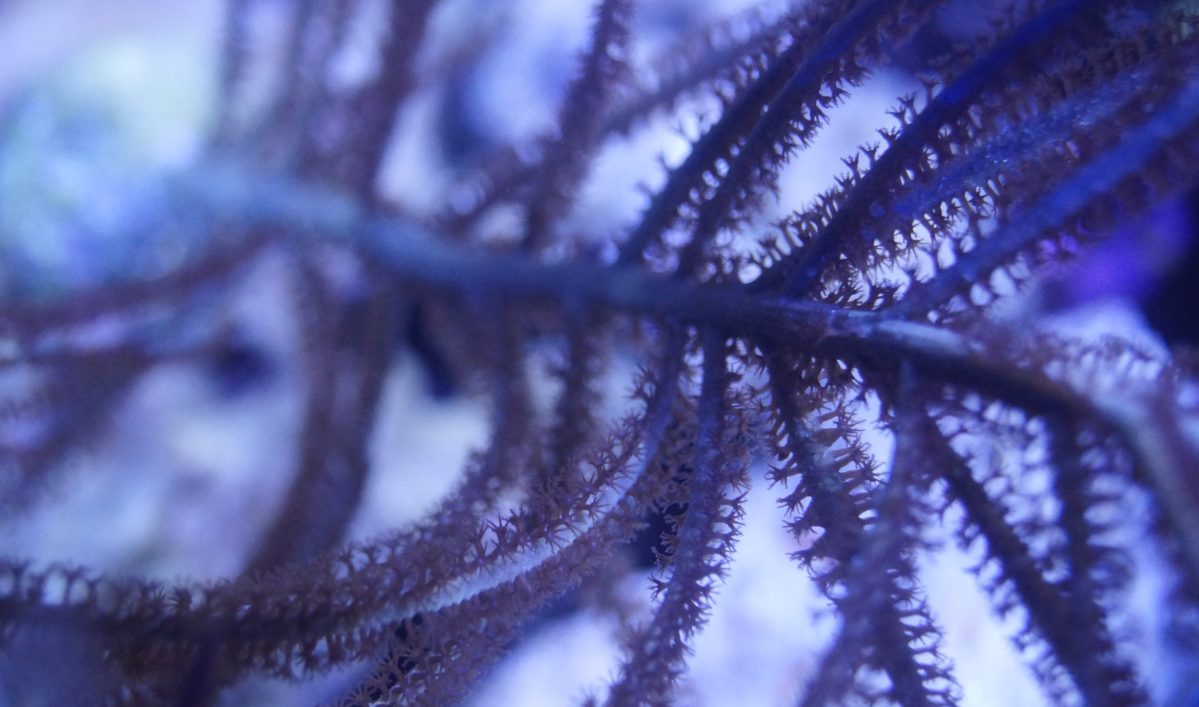 Coral Spotlight | Gorgonians | Reef2Reef