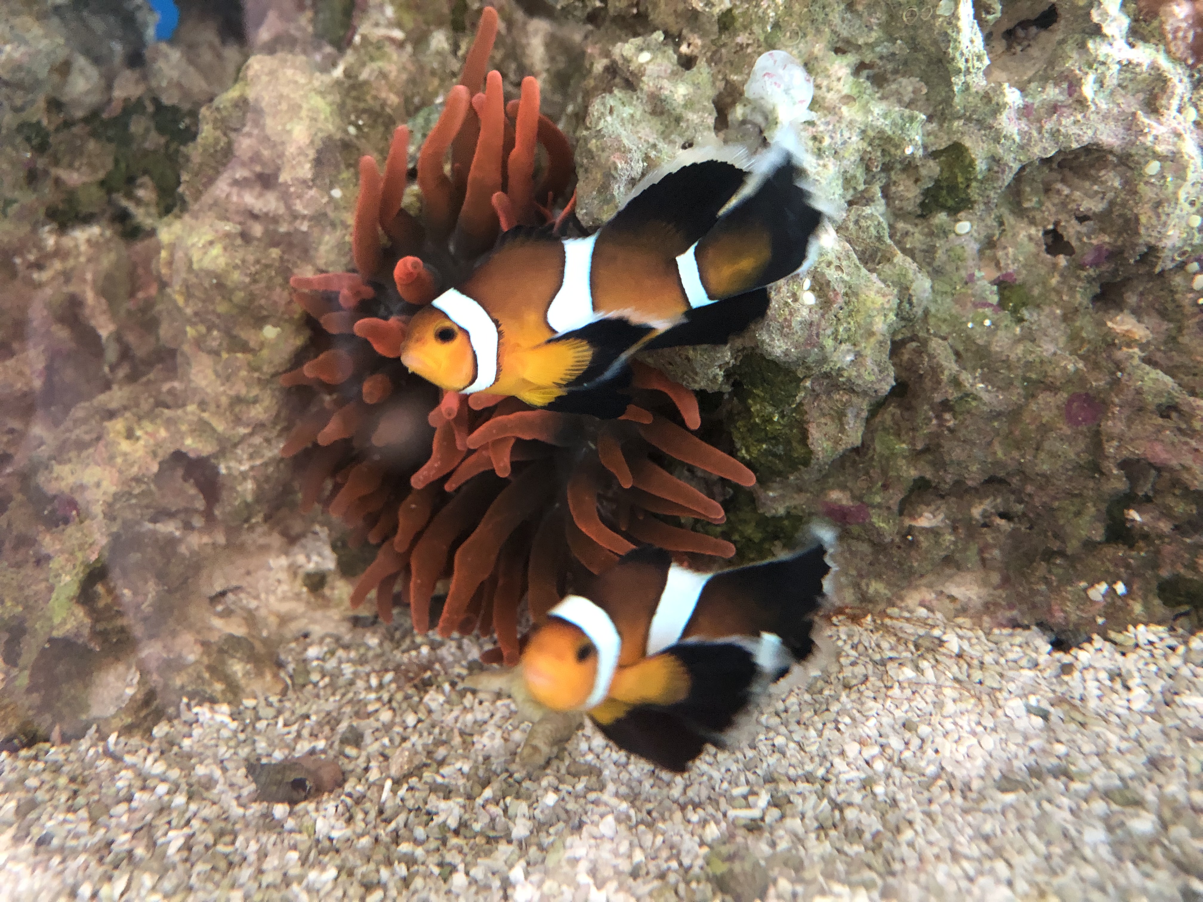 New Longfin Clownfish from ReefAPalooza!! | Reef2Reef