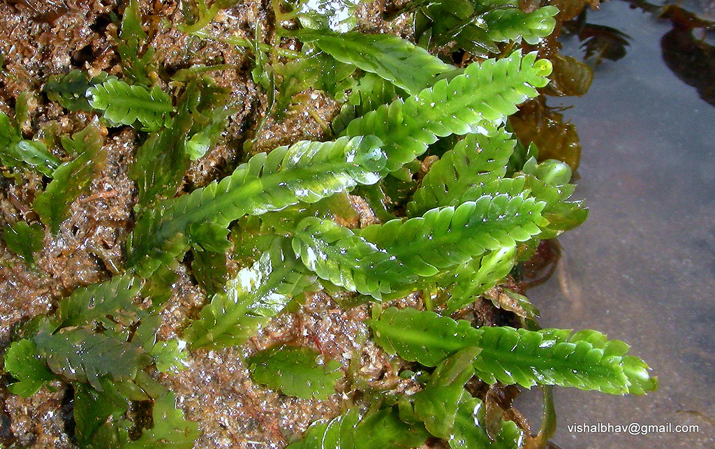 Caulerpa identification | Reef2Reef