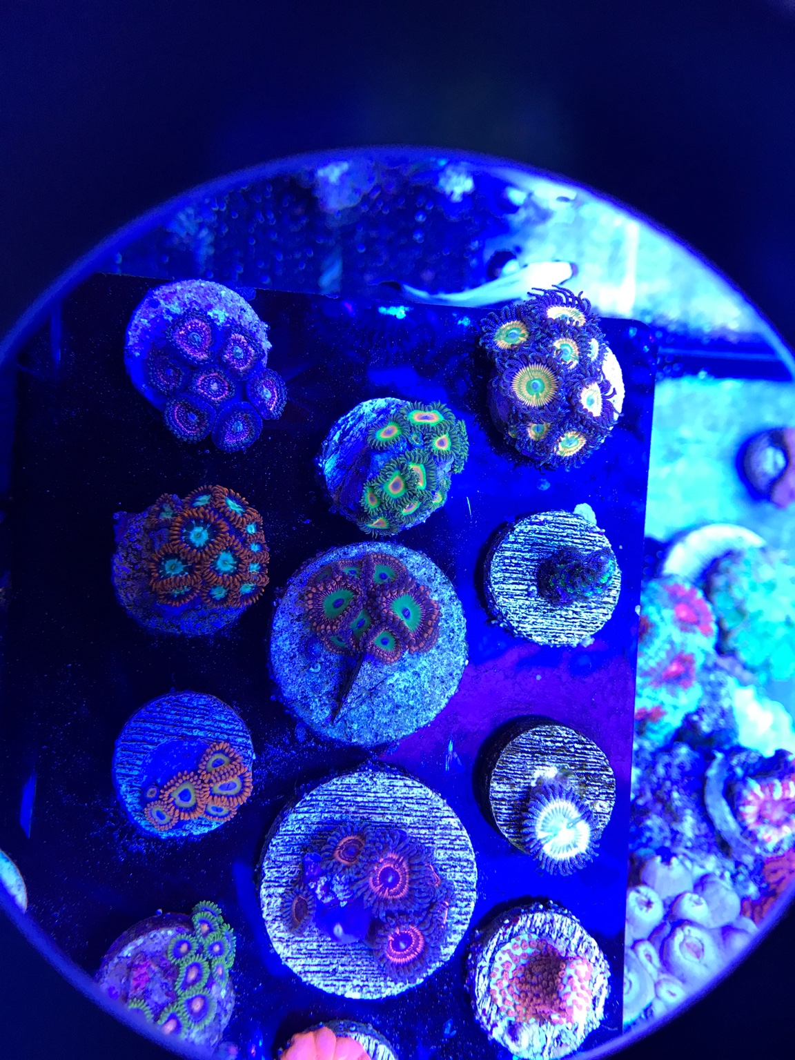 Magnified coral viewer | Reef2Reef