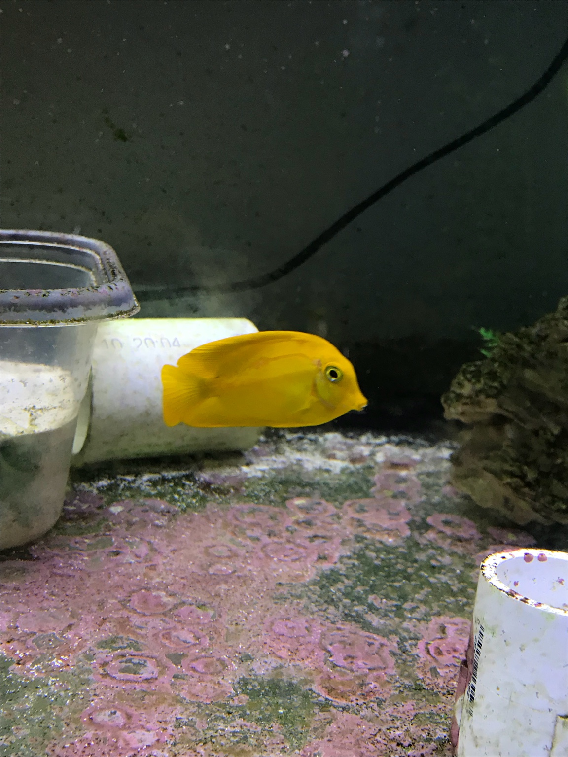 Mimic Tang HLLE | Reef2Reef