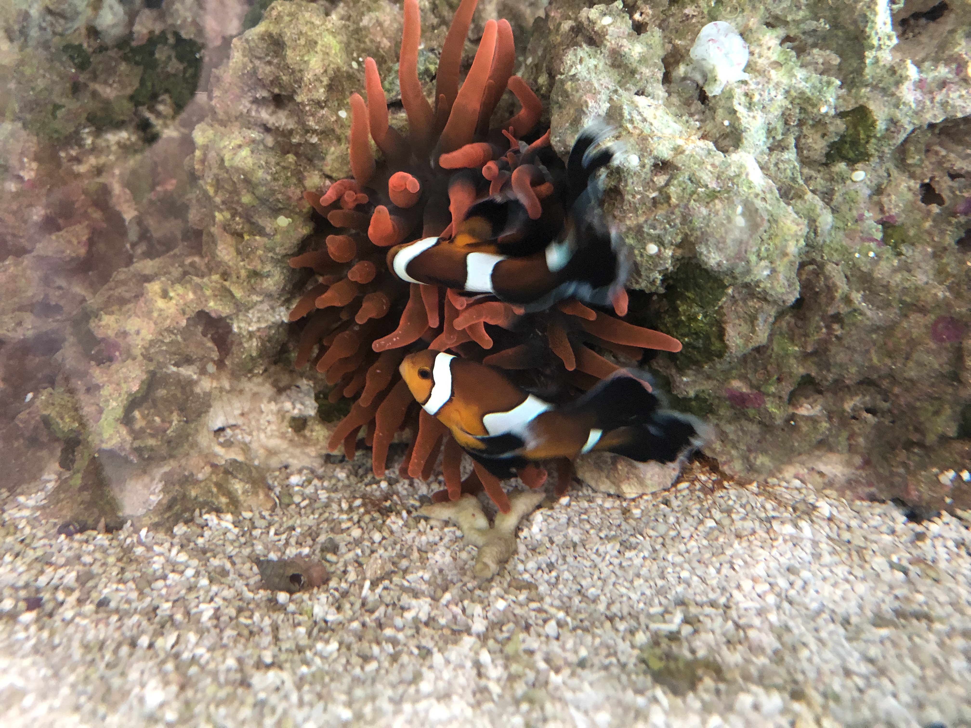 New Longfin Clownfish from ReefAPalooza!! | Reef2Reef