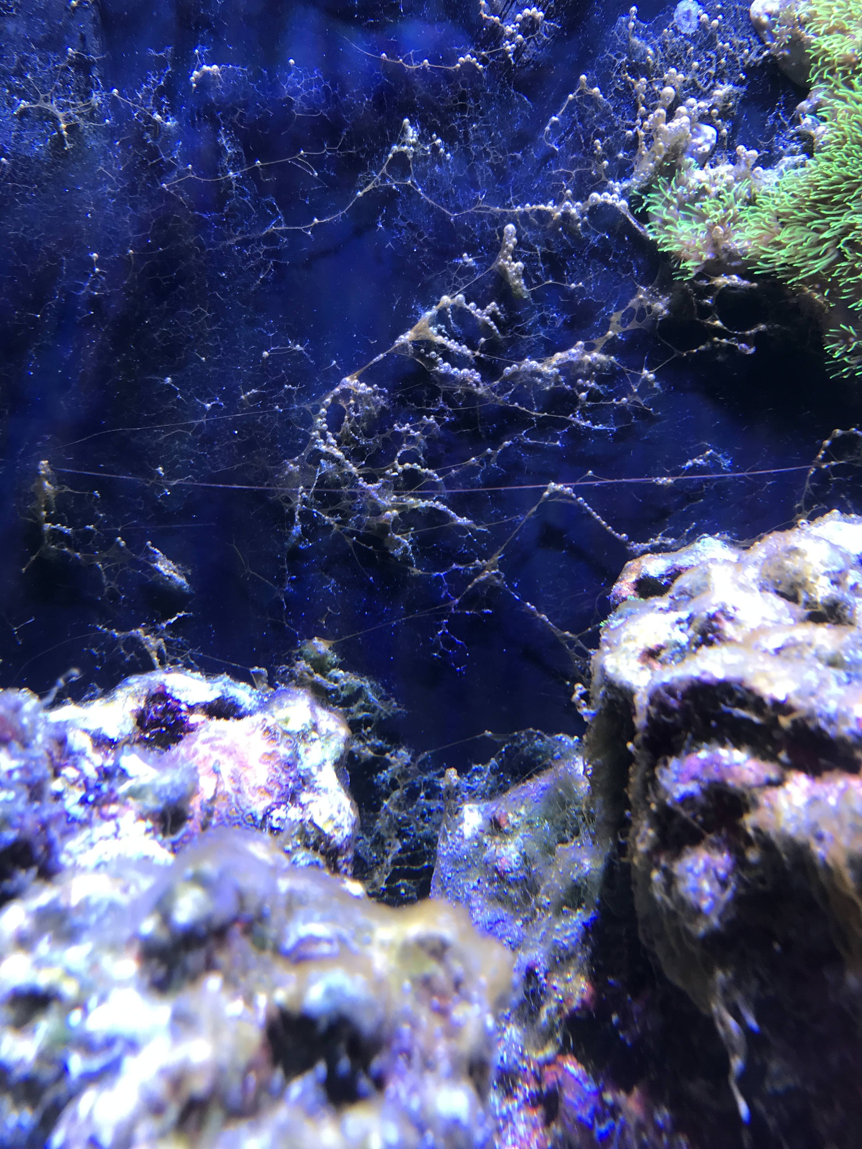 Dinoflagellates? | Reef2Reef