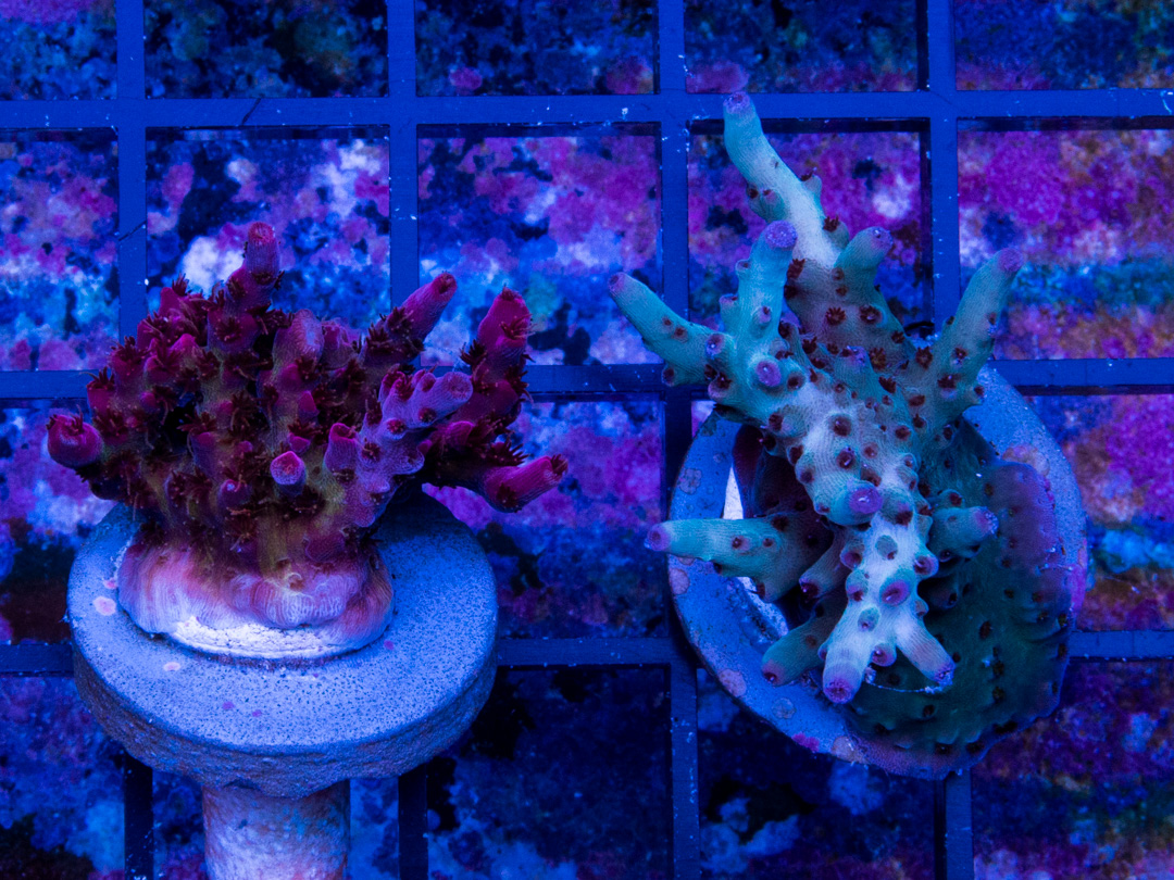 Maryland - New Acro Packs, Bounces – Vino, Candyland, Pink Panther ...