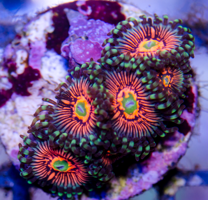 TOP 20 Favorite Zoas! | Reef2Reef